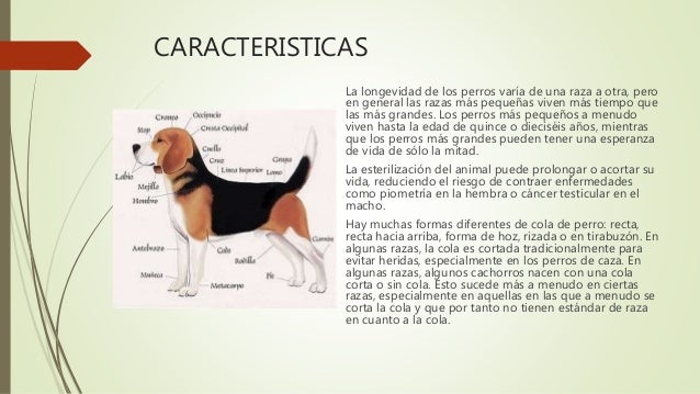 Los perros