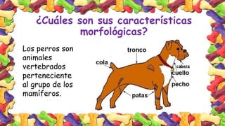 Por Qué Mi Perro Macho Está Anidando