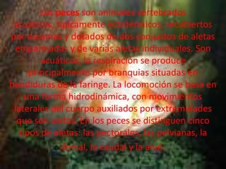 Los Peses | PPTX