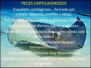 Los Peses | PPTX