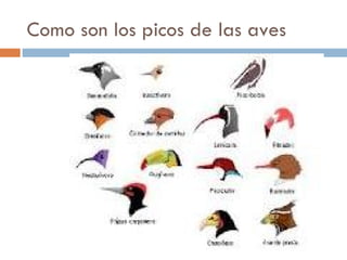 Los picos de las aves | PPT