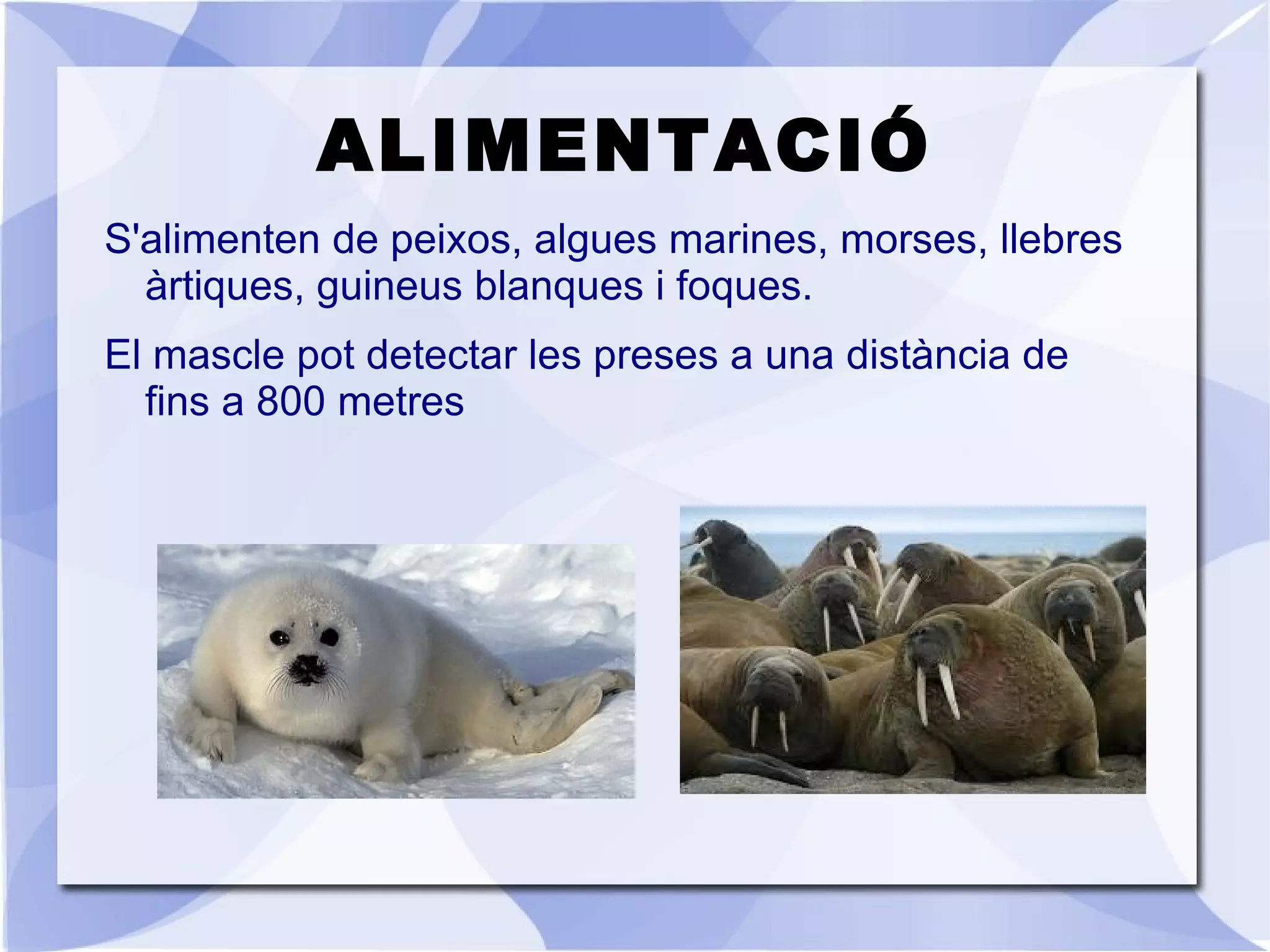 L'ós polar (Oriol) | ODP