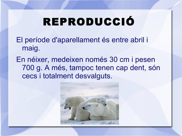 L'ós polar (Oriol) | PPT