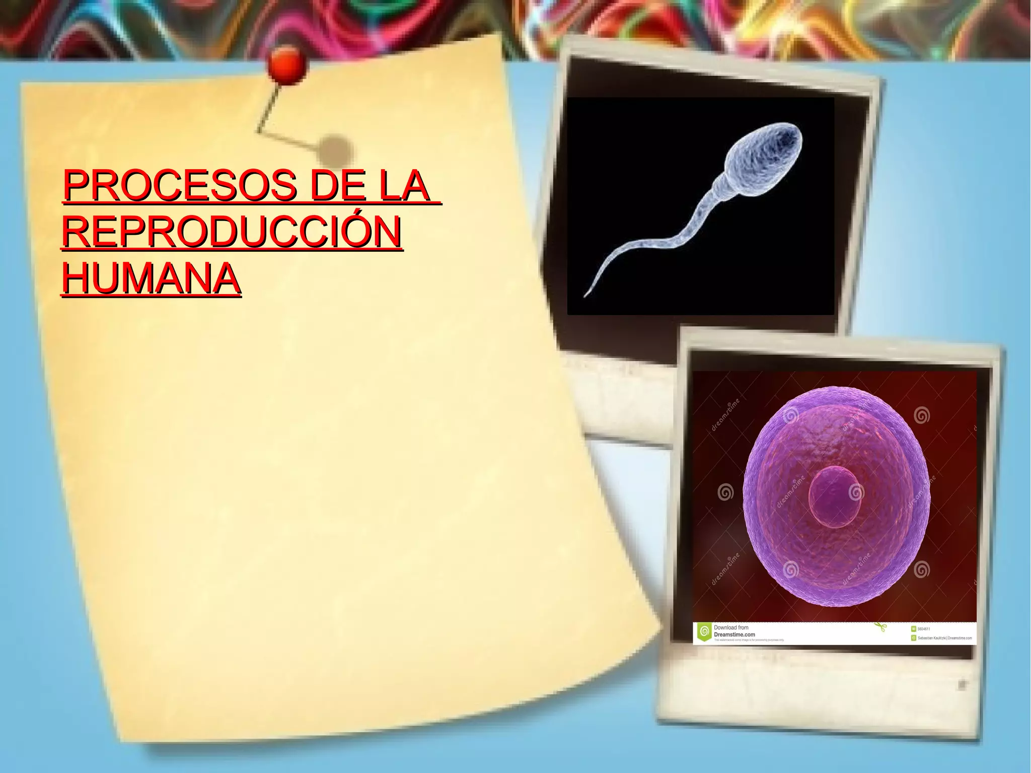 Los procesos de la reproducción humana | PPT