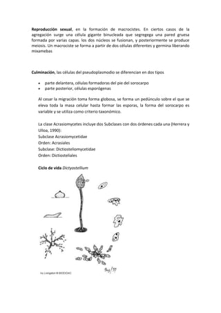 Los protistas heterótrofos | DOCX