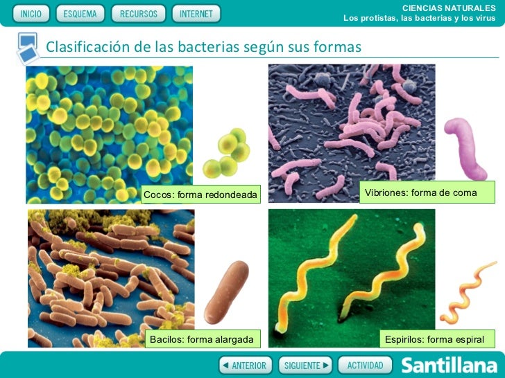 Tipos de bacterias | Microbiología, Actividades, Esquemas