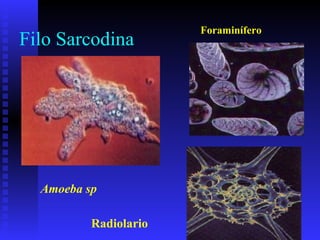 Los protozoarios | PPT