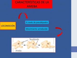 Los protozoarios | PDF
