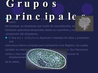 Los protozoos | PPS