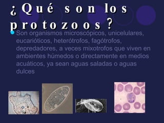 Los protozoos | PPS