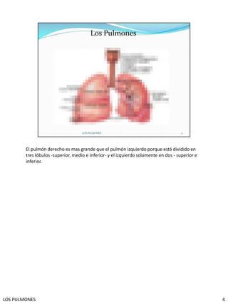Los pulmones | PDF