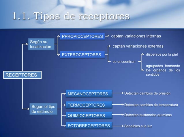 Los receptores | PPTX