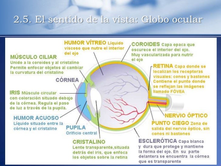 Lady: EL OJO, ÓRGANO SENSORIAL
