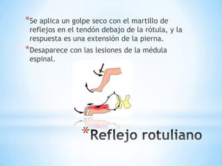 Los reflejos | PPTX