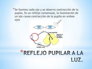 Los reflejos | PPTX