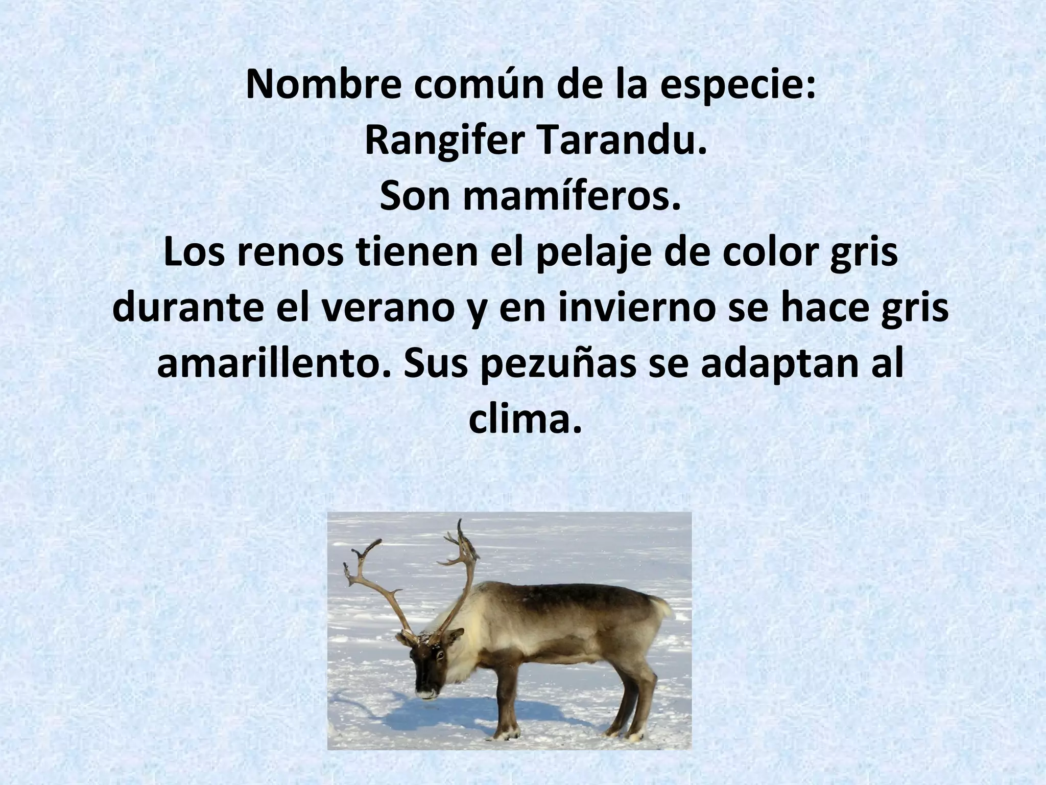 Los renos | PPT