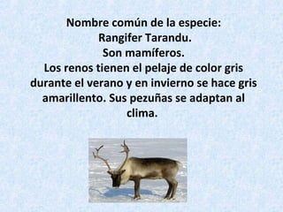 Los renos | PPT