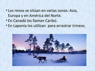 Los renos | PPT