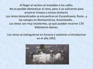 Los renos | PPT
