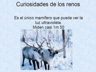 Los renos | PPT