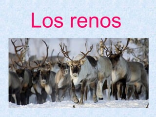 Los renos | PPT