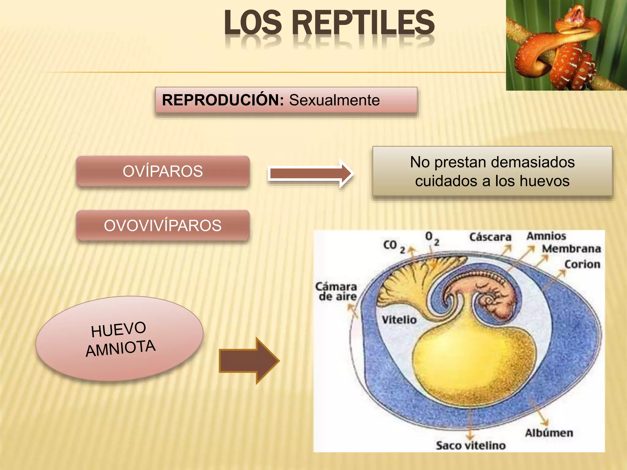 Los reptiles | PPTX