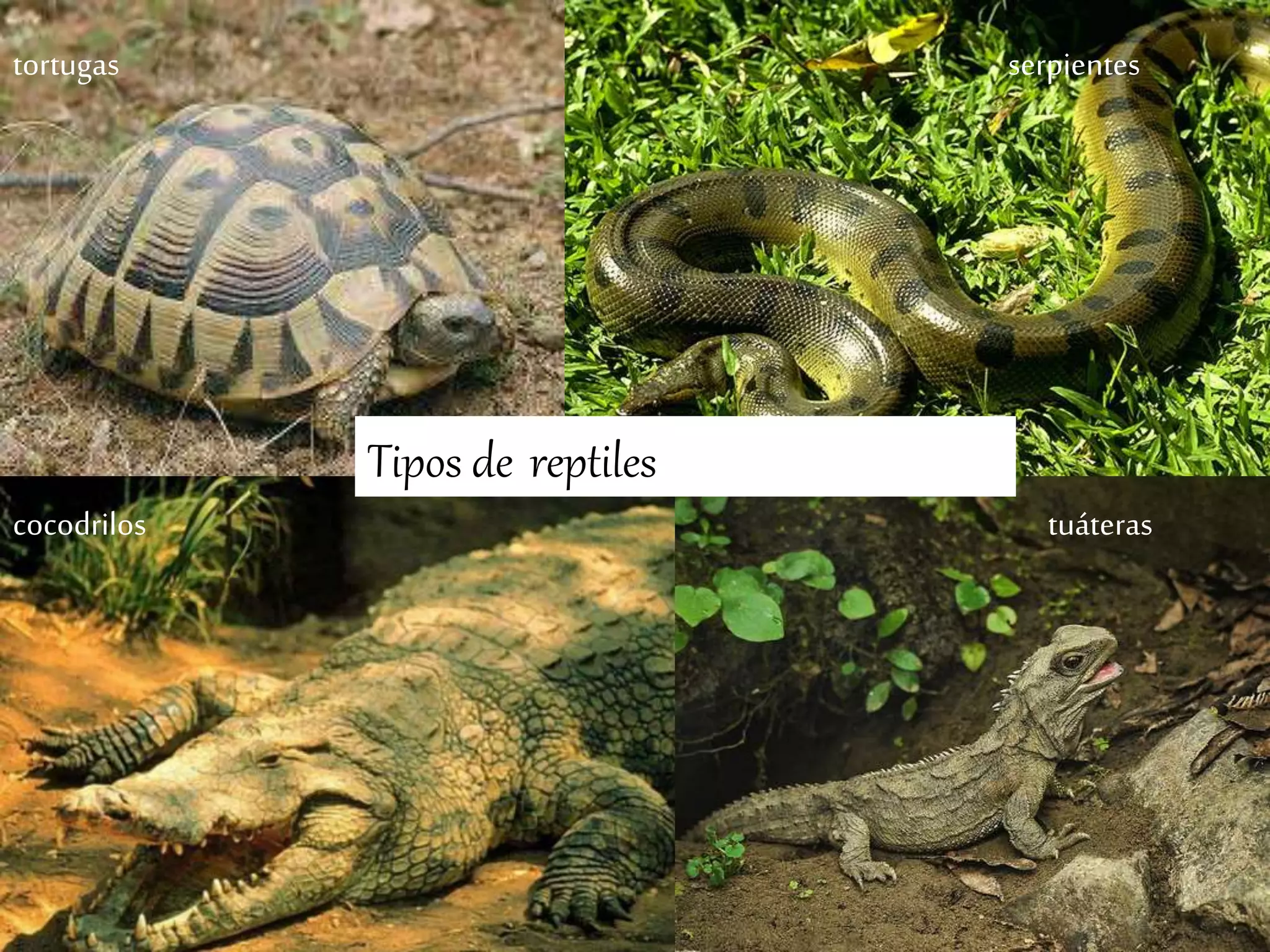 Los reptiles (Presentación PowerPoint) | PPT