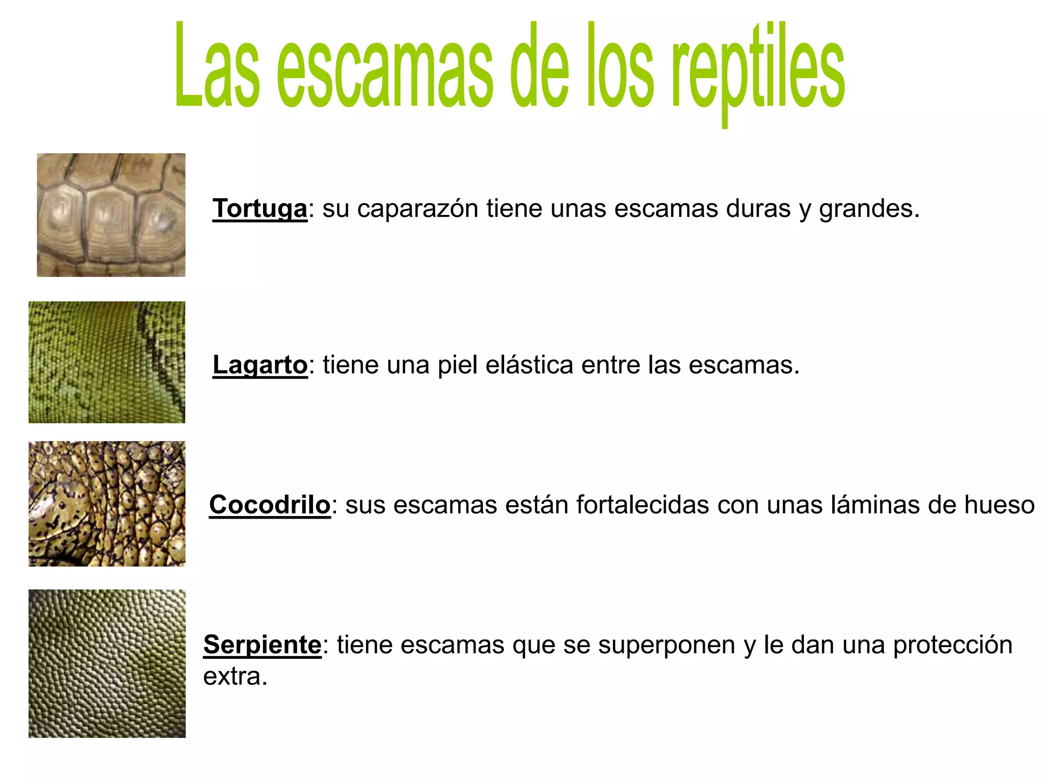 Los reptiles (Presentación PowerPoint) | PPT