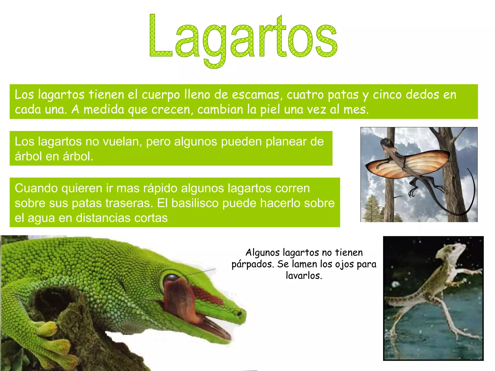 Los reptiles (Presentación PowerPoint) | PPT