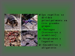 los reptiles | PPS