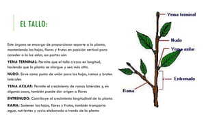 los órganos de la planta.pptxsdfsdfsdsdf | PPTX