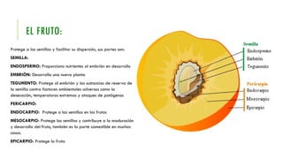los órganos de la planta.pptxsdfsdfsdsdf | PPTX