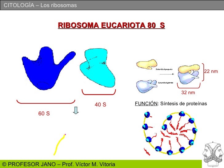 Ribosomas