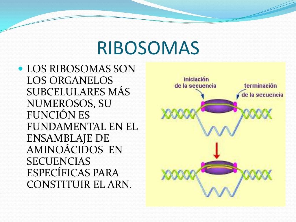 Los ribosomas