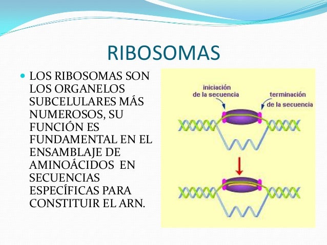 Los ribosomas