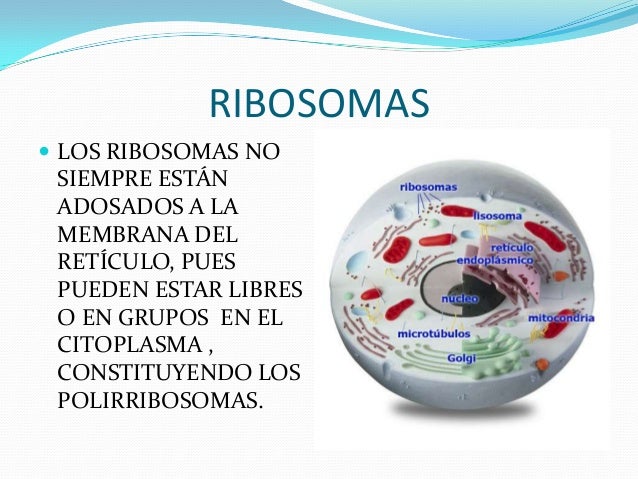 Los ribosomas