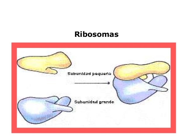 Ribosomas