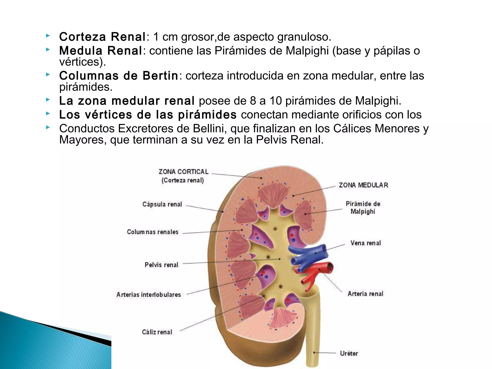 Los riñones anatomia | PPT