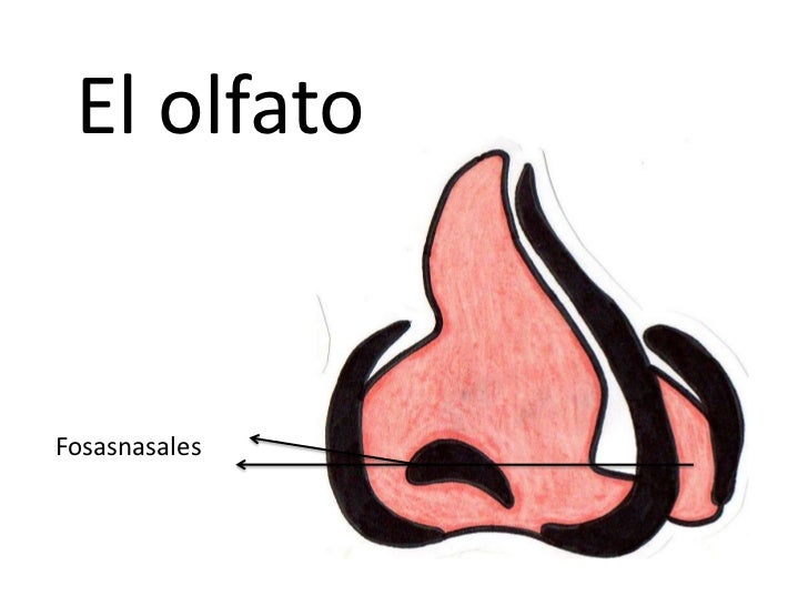 Imagenes de los 5 sentidos con sus partes - Imagui