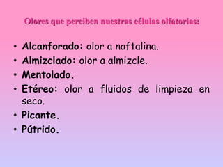 Los sentidos | PPTX