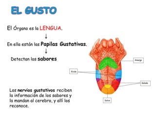 Los sentidos | PPS