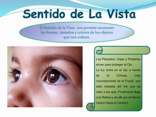 Los sentidos | PPTX