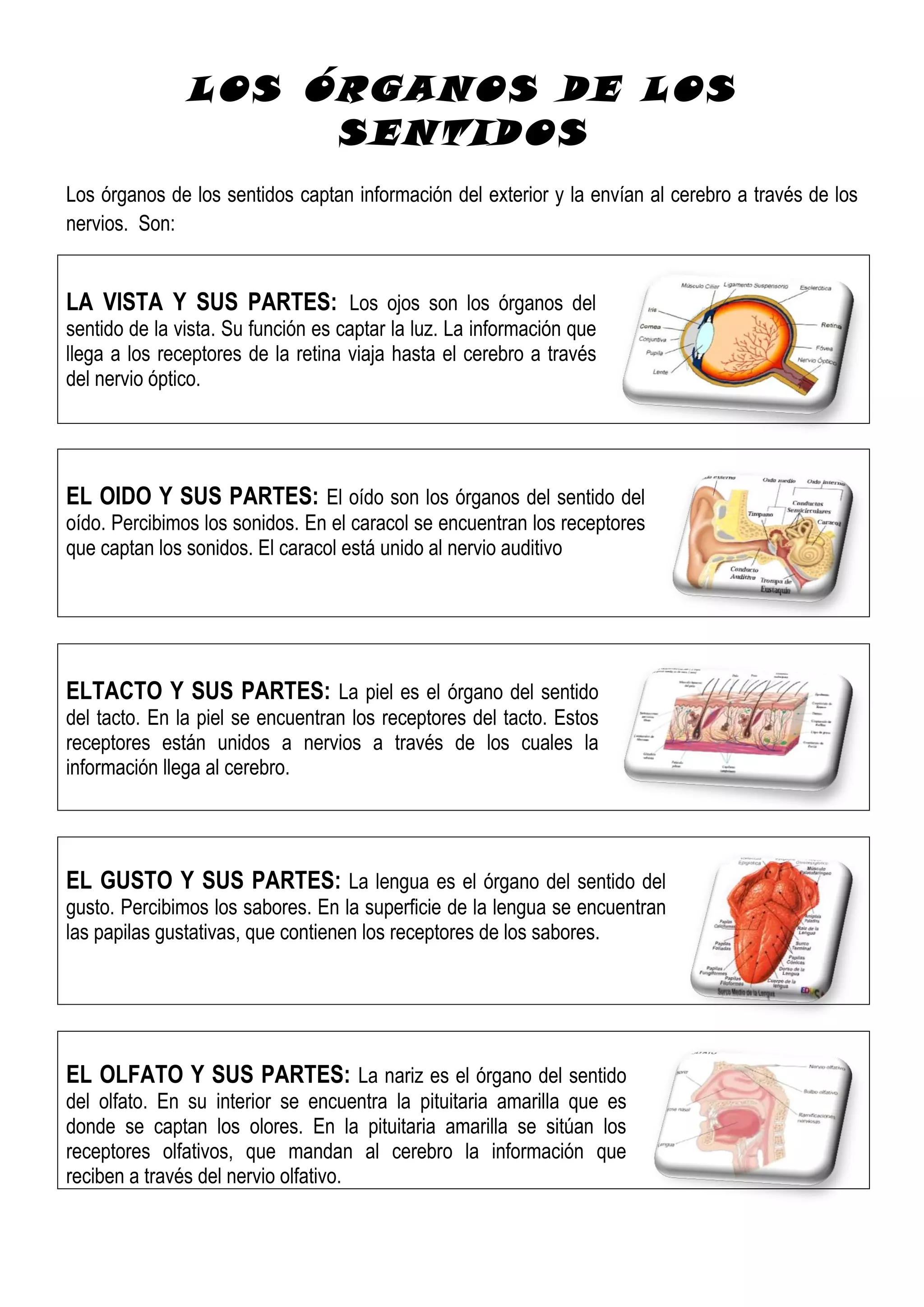 Los órganos de los sentidos | PDF