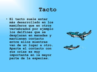 Los Sentidos De Los Animales[1] Jfc | PPT