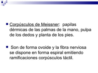 Los sentidos del tacto y posicion | PPT