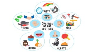 LOS SENTIDOS DEL CUERPO HUMANO INFORDP.pptx