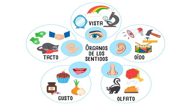 LOS SENTIDOS DEL CUERPO HUMANO INFORDP.pptx
