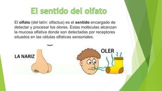 Los sentidos olfato y gusto | PPTX