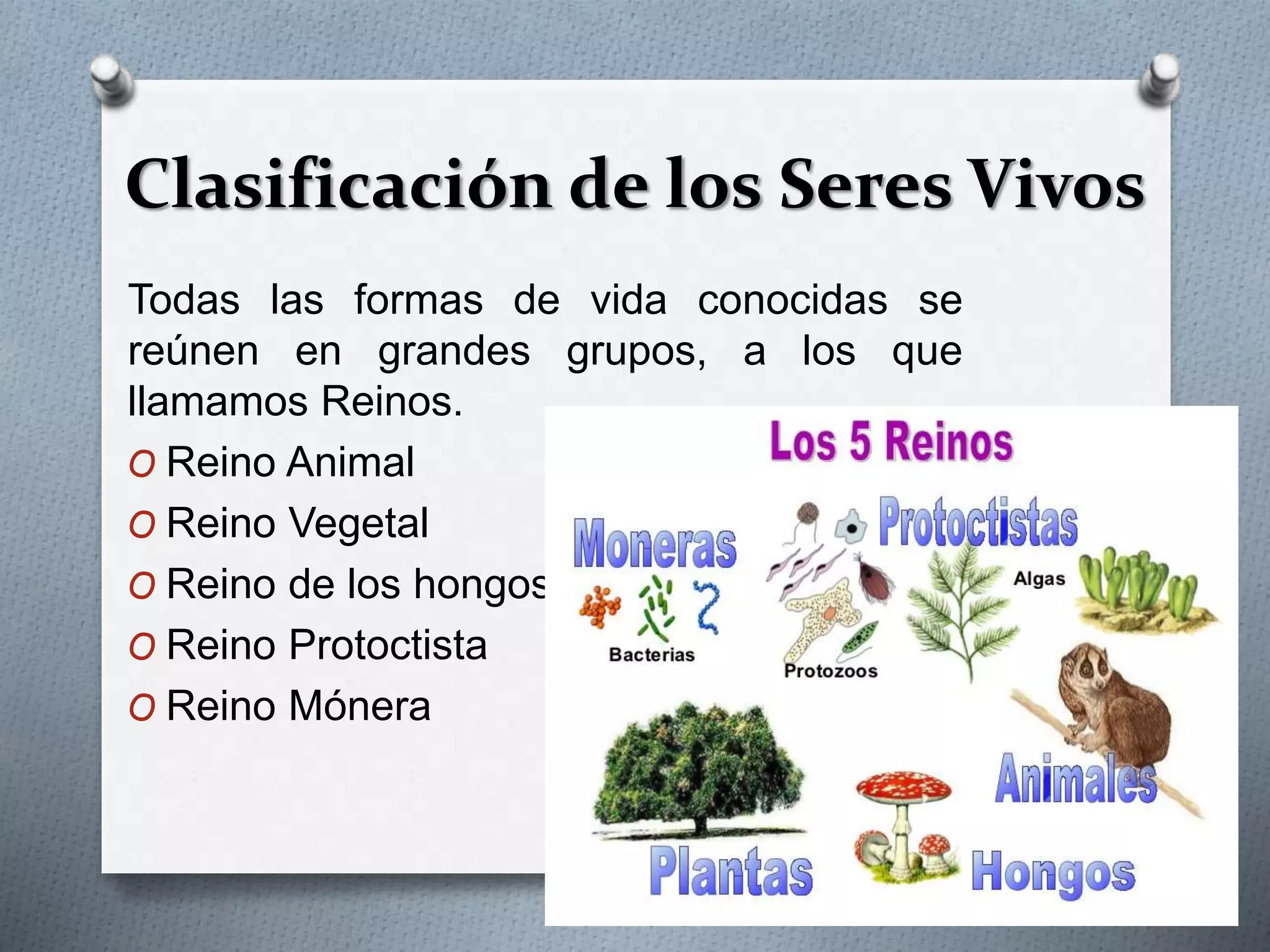 Los seres vivos» | PPT