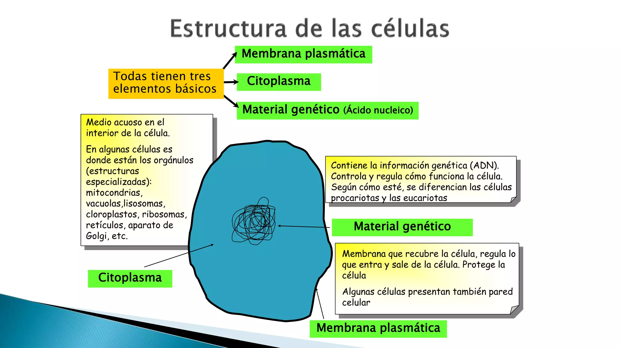 Los seres vivos 3: La célula | PPTX | Biological Sciences | Science